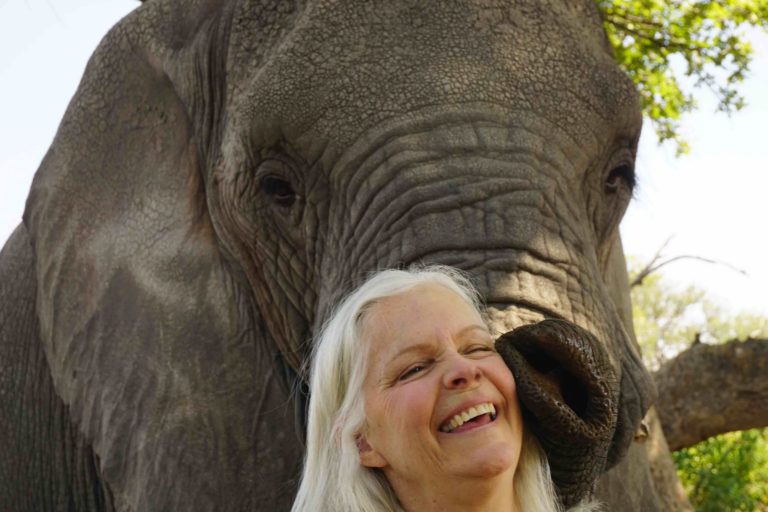 Seeing Elephants in The Wild - Saving Wild