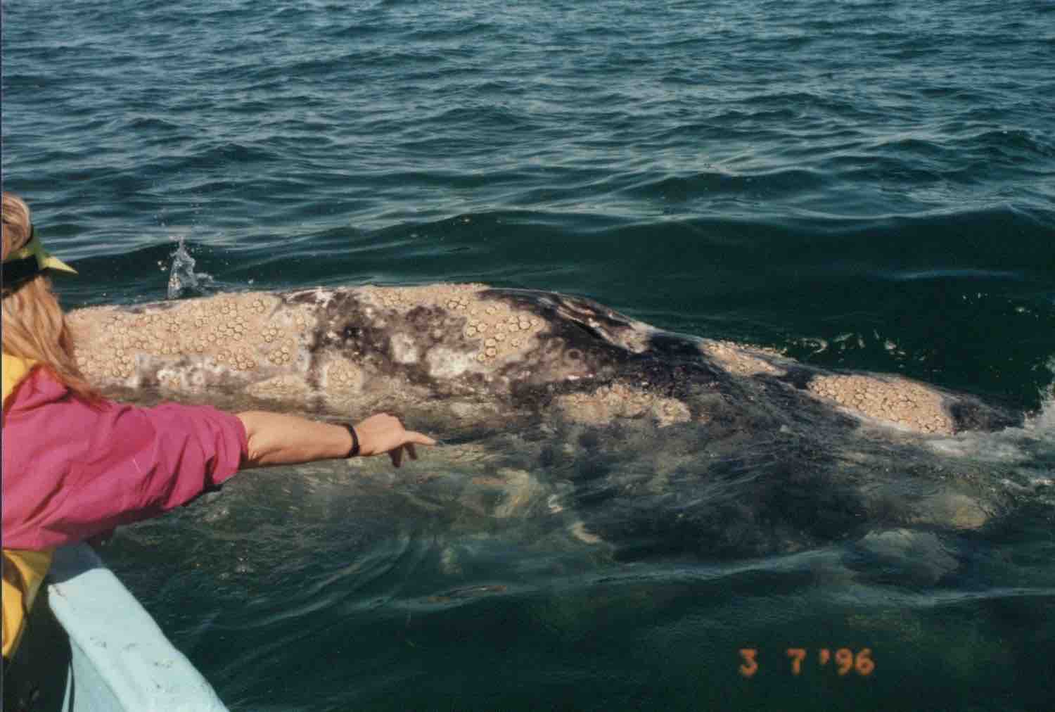 How Touching Whales Helped Me Get A Divorce - Saving Wild